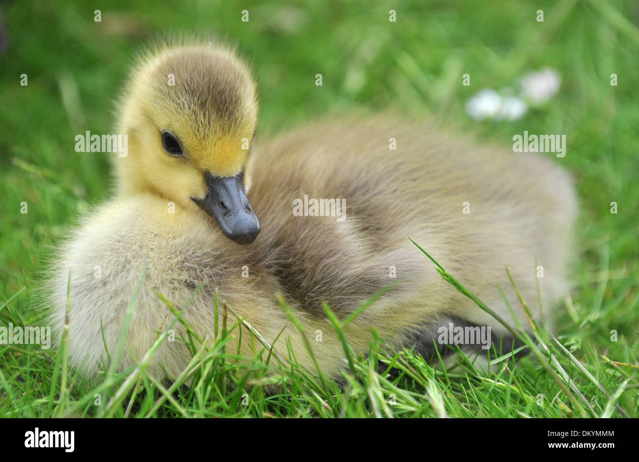 Day old geese hi-res stock photography and images - Alamy