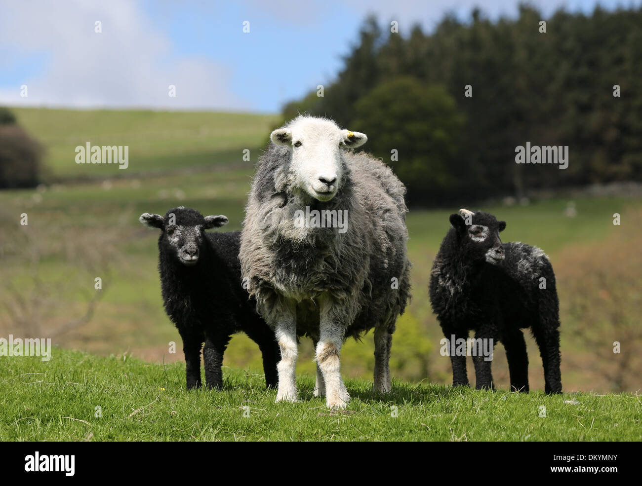 Twin lamb hi-res stock photography and images - Alamy