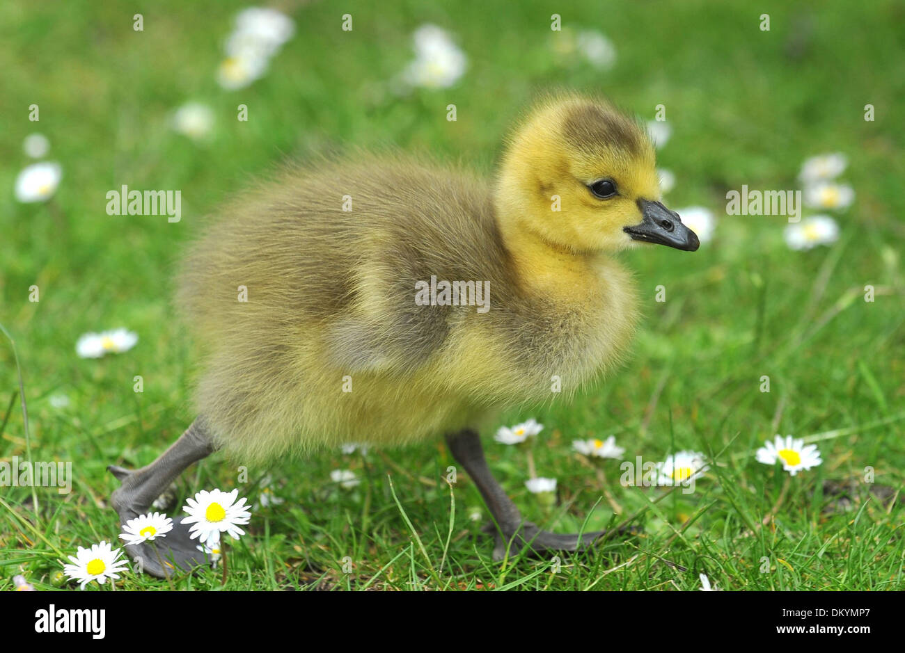 Duckling hi-res stock photography and images - Alamy