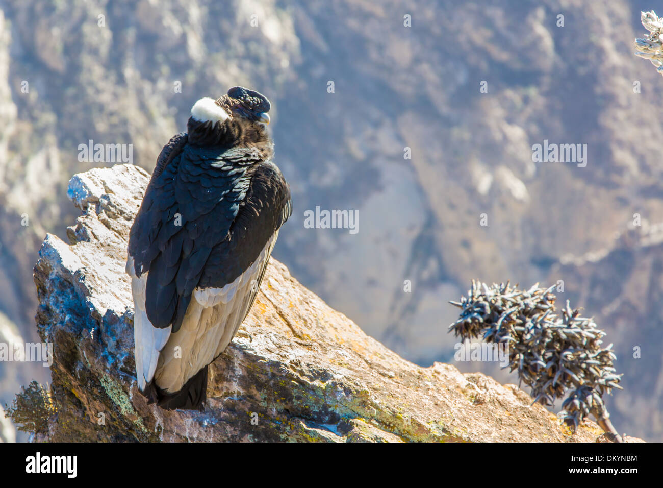 Condor at Colca canyon sitting,Peru,South America. This is a condor the ...