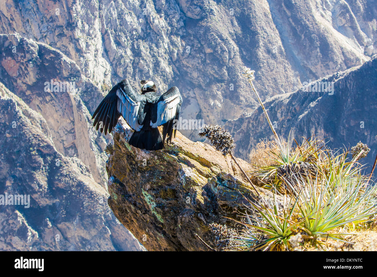 Condor at Colca canyon sitting,Peru,South America. This is a condor the ...