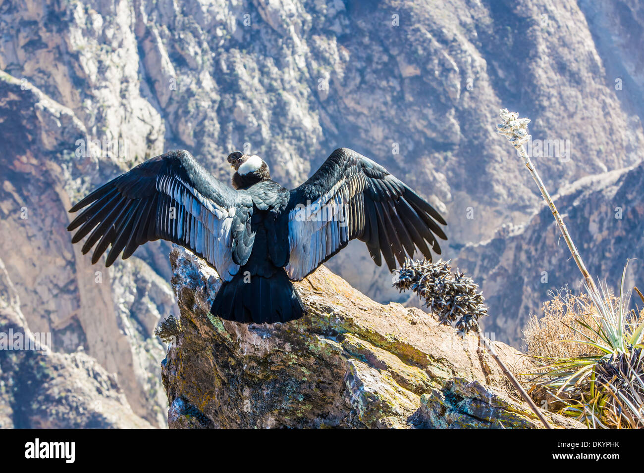 Condor at Colca canyon sitting,Peru,South America. This is a condor the ...