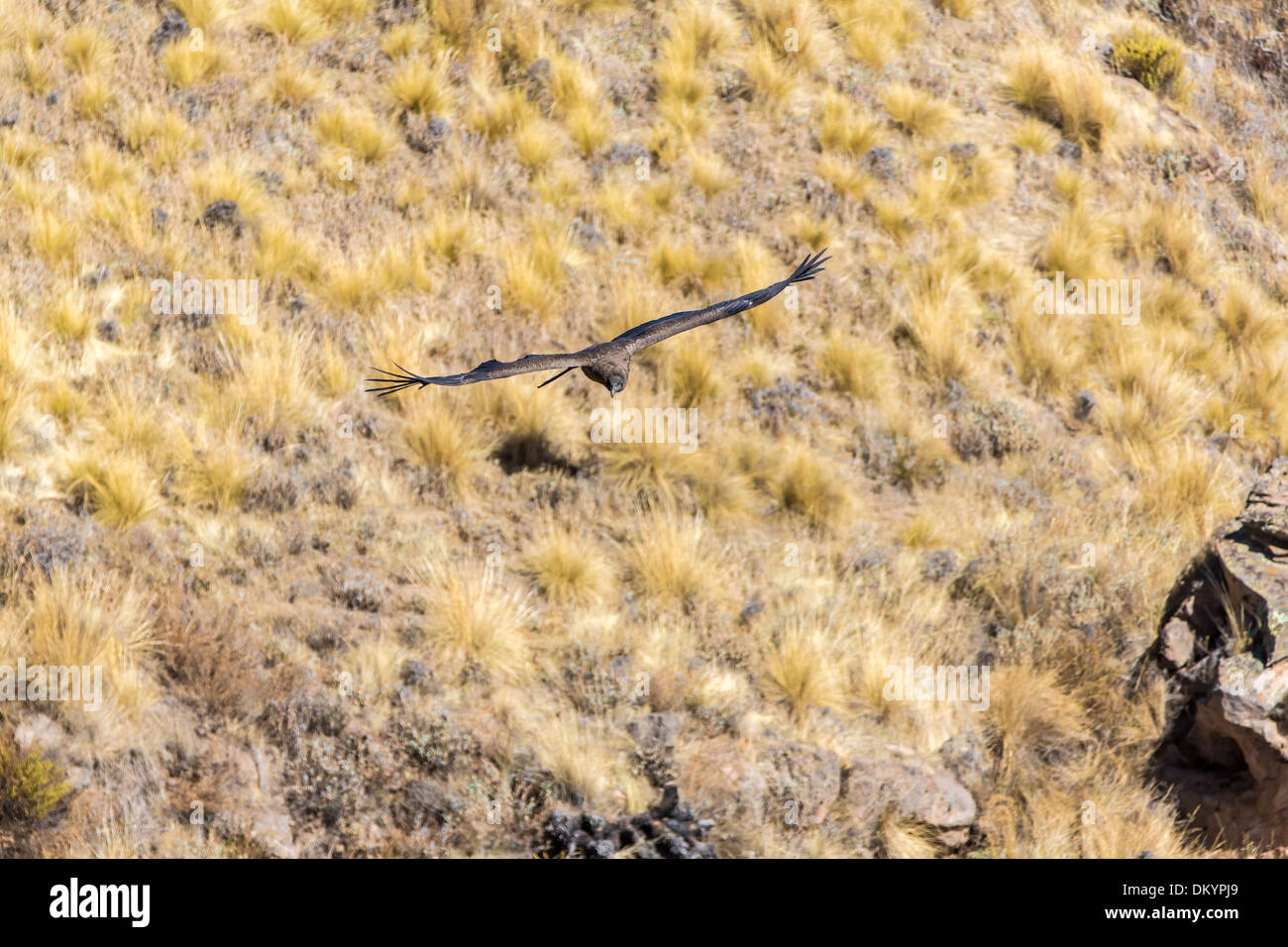 Flying condor over Colca canyon,Peru,South America. This is a condor ...