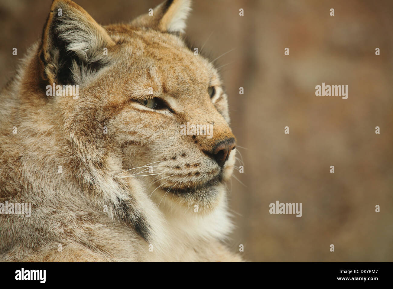 Beautiful lynx hi-res stock photography and images - Alamy