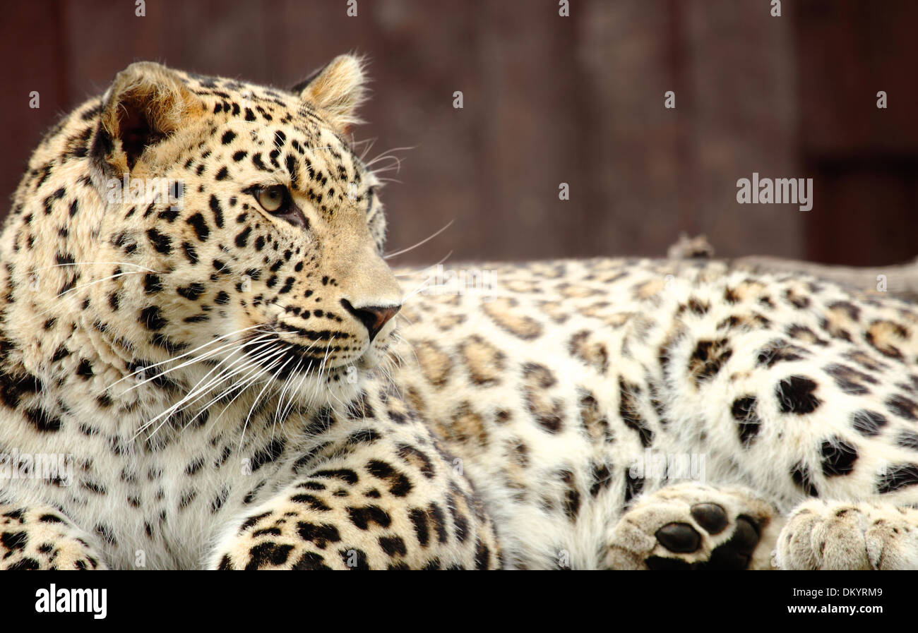 a beautiful leopard resting Stock Photo - Alamy