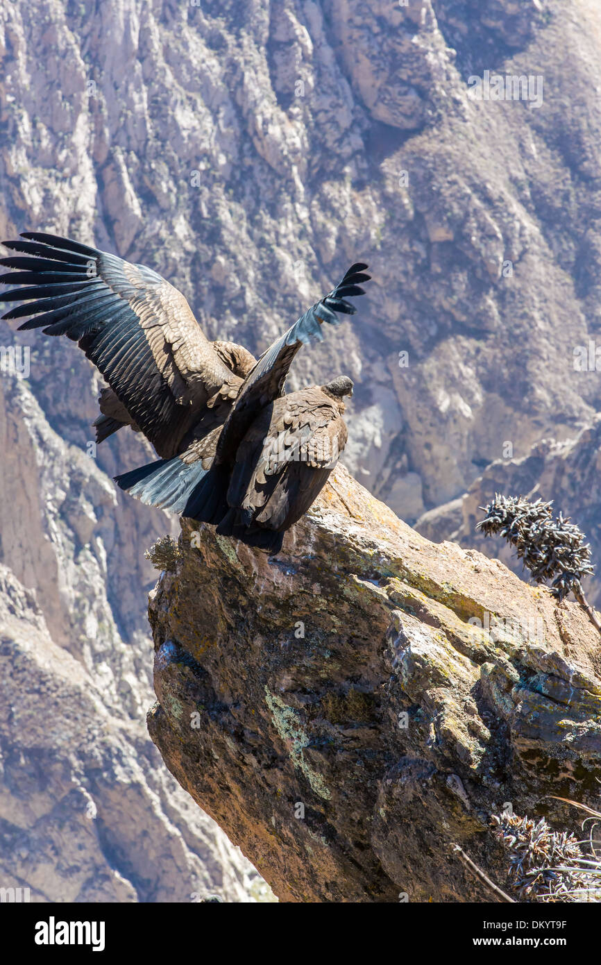 Condor at Colca canyon sitting,Peru,South America. This is a condor the ...