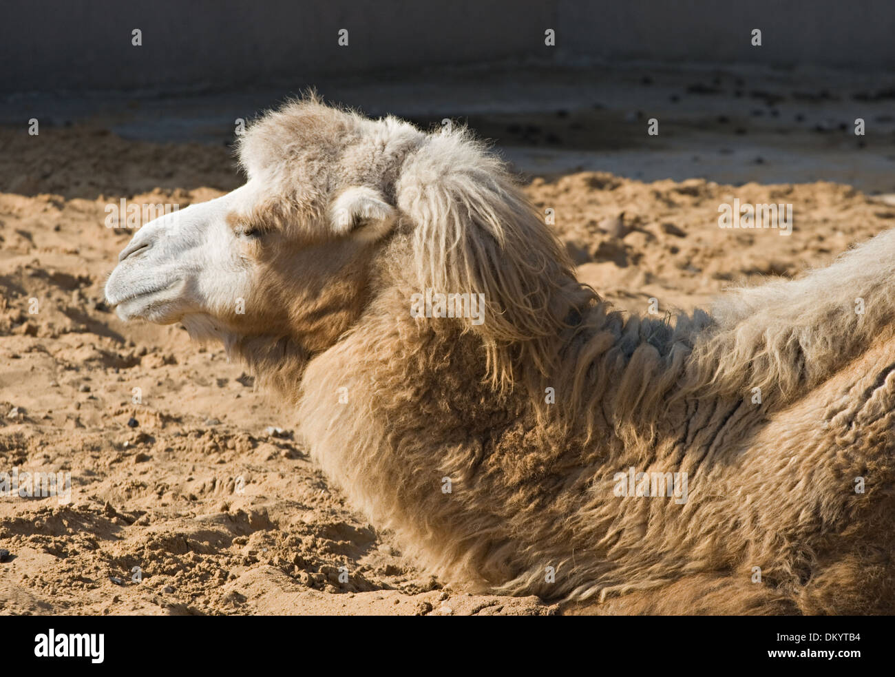 Profile wild camel in hi-res stock photography and images - Alamy