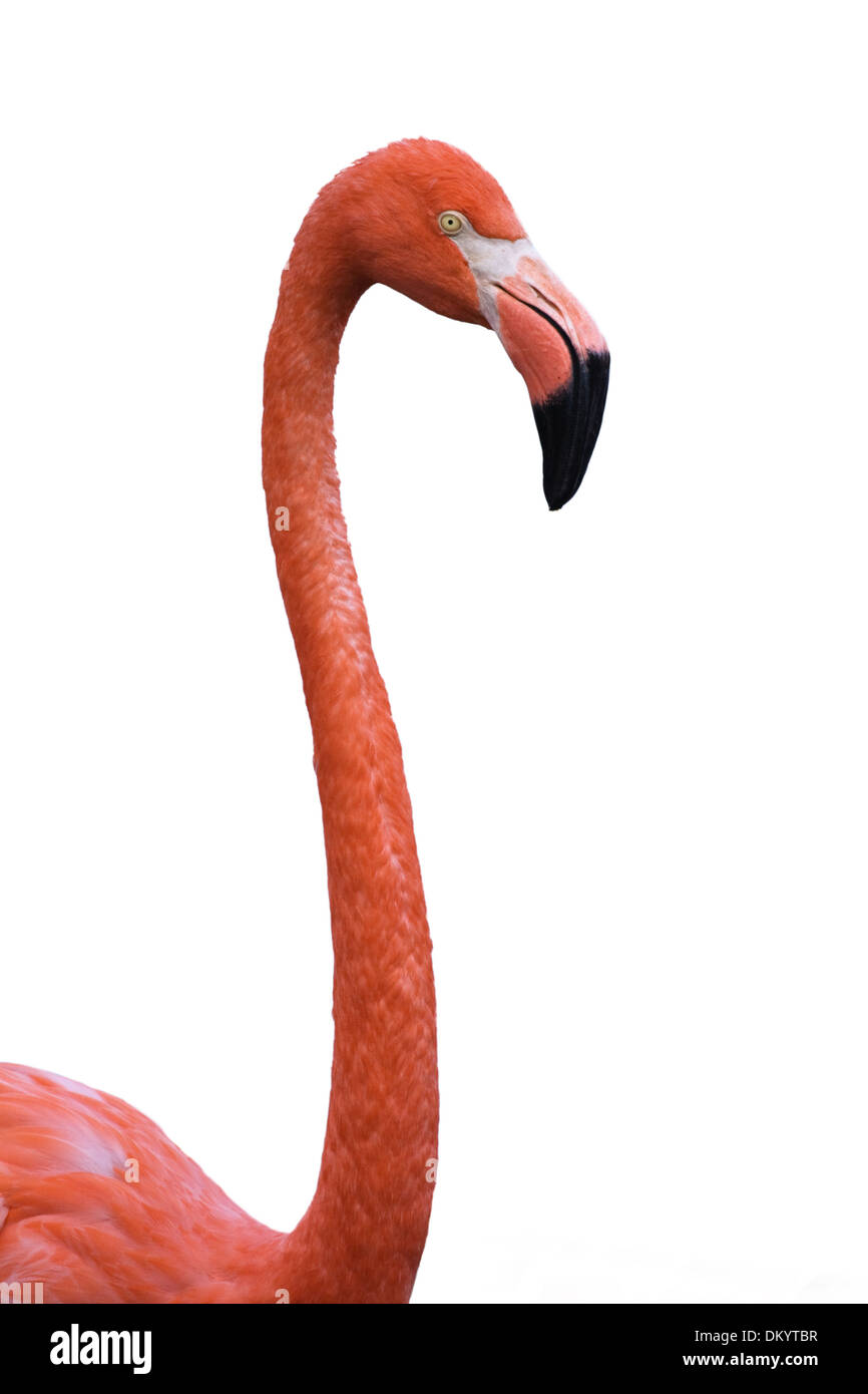 Head and neck of a red flamingo over white background Stock Photo - Alamy