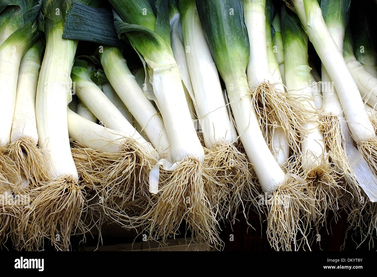 Leek outdoors hi-res stock photography and images - Alamy