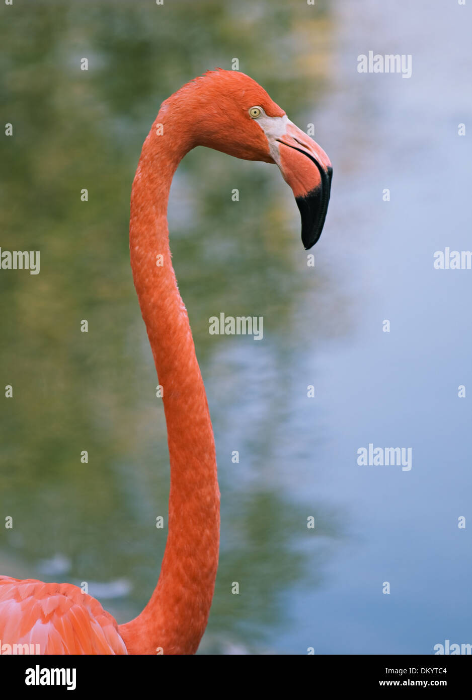 Head and neck of a red flamingo, Moscow zoo Stock Photo - Alamy