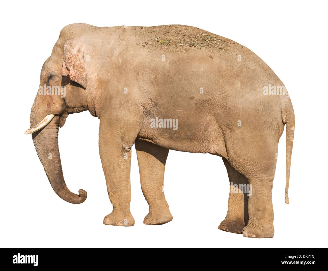 Standing brown elephant isolated over white background, with clipping ...
