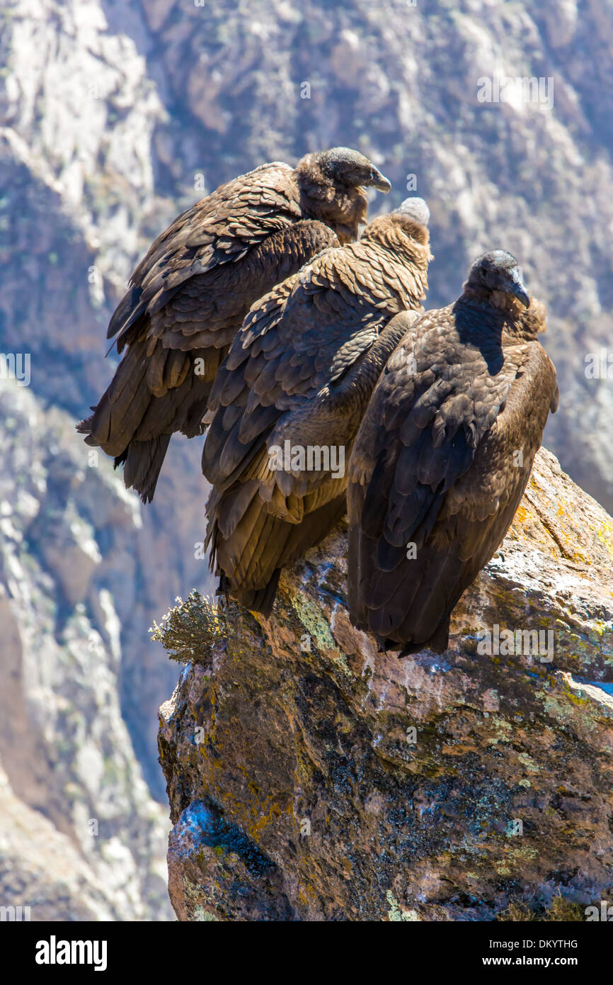 Three Condors at Colca canyon sitting,Peru,South America. This is a ...