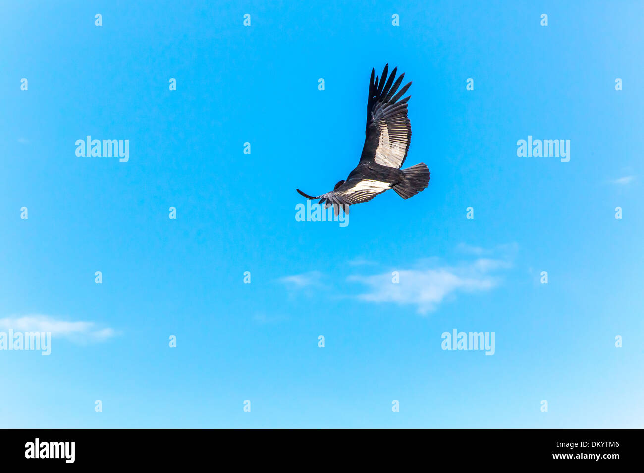 Flying condor over Colca canyon,Peru,South America. This is a condor ...