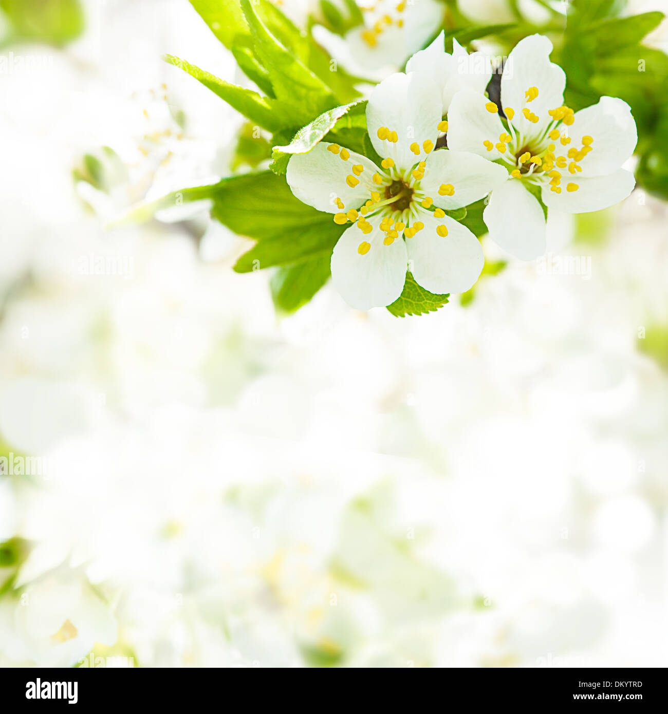 Beautiful spring bokeh for design with copyspace Stock Photo - Alamy