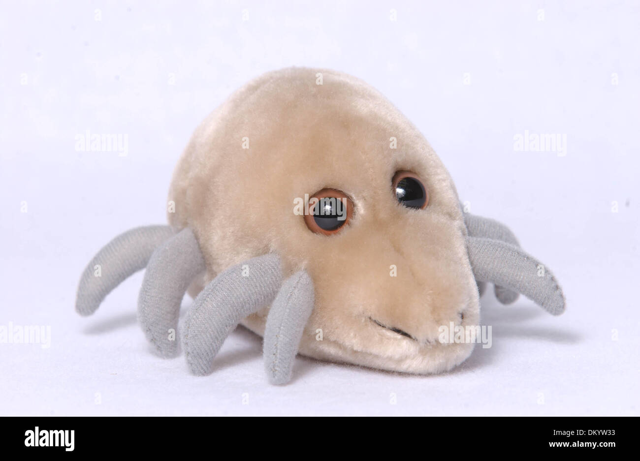 Dermatophagoides pteronyssinus hi-res stock photography and images - Alamy