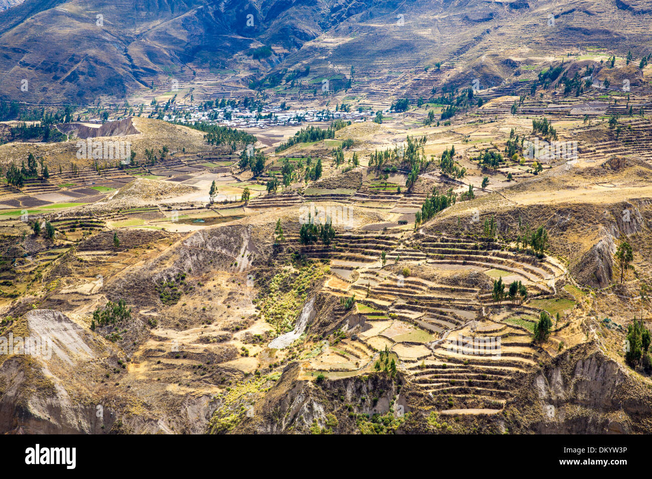 Colca Canyon, Peru,South America. Incas to build Farming terraces with ...