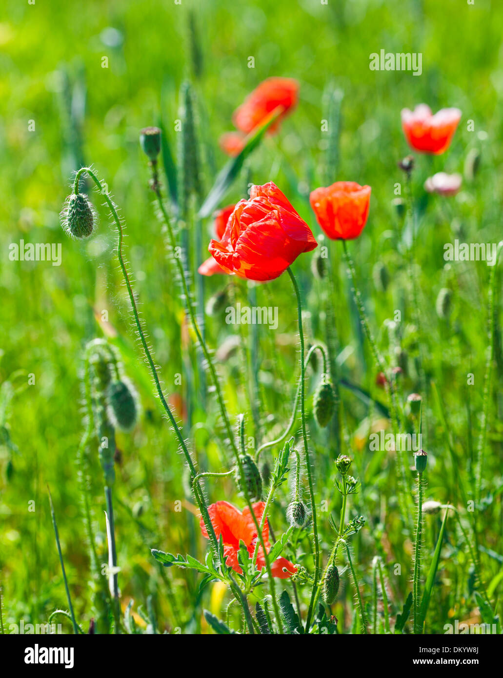 Poppy field with close up flowers, nature background Stock Photo - Alamy
