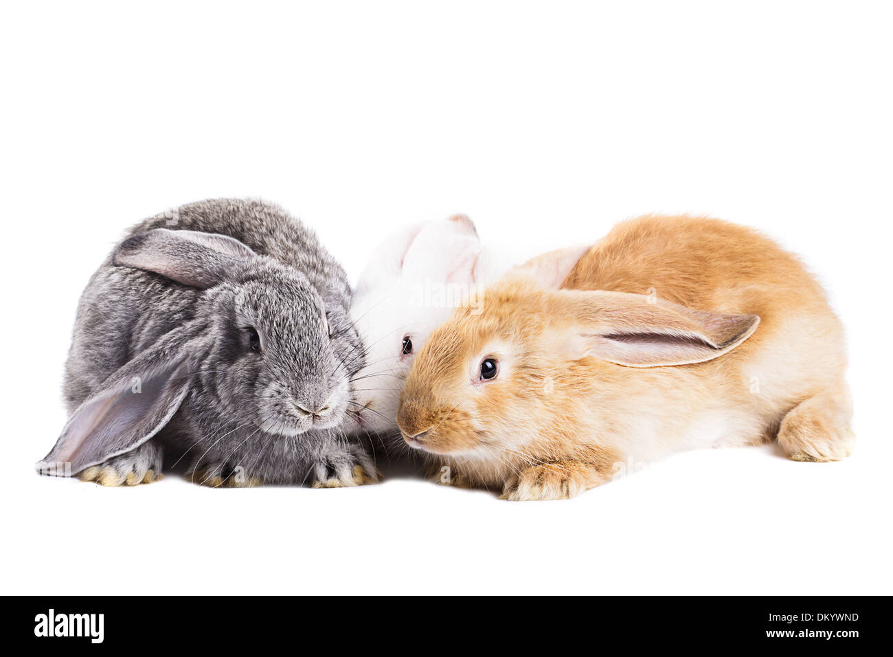 Three young rabbits on white background isolated Stock Photo - Alamy