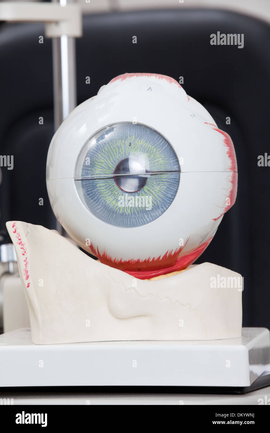 Medical Eye Model Stock Photo - Alamy