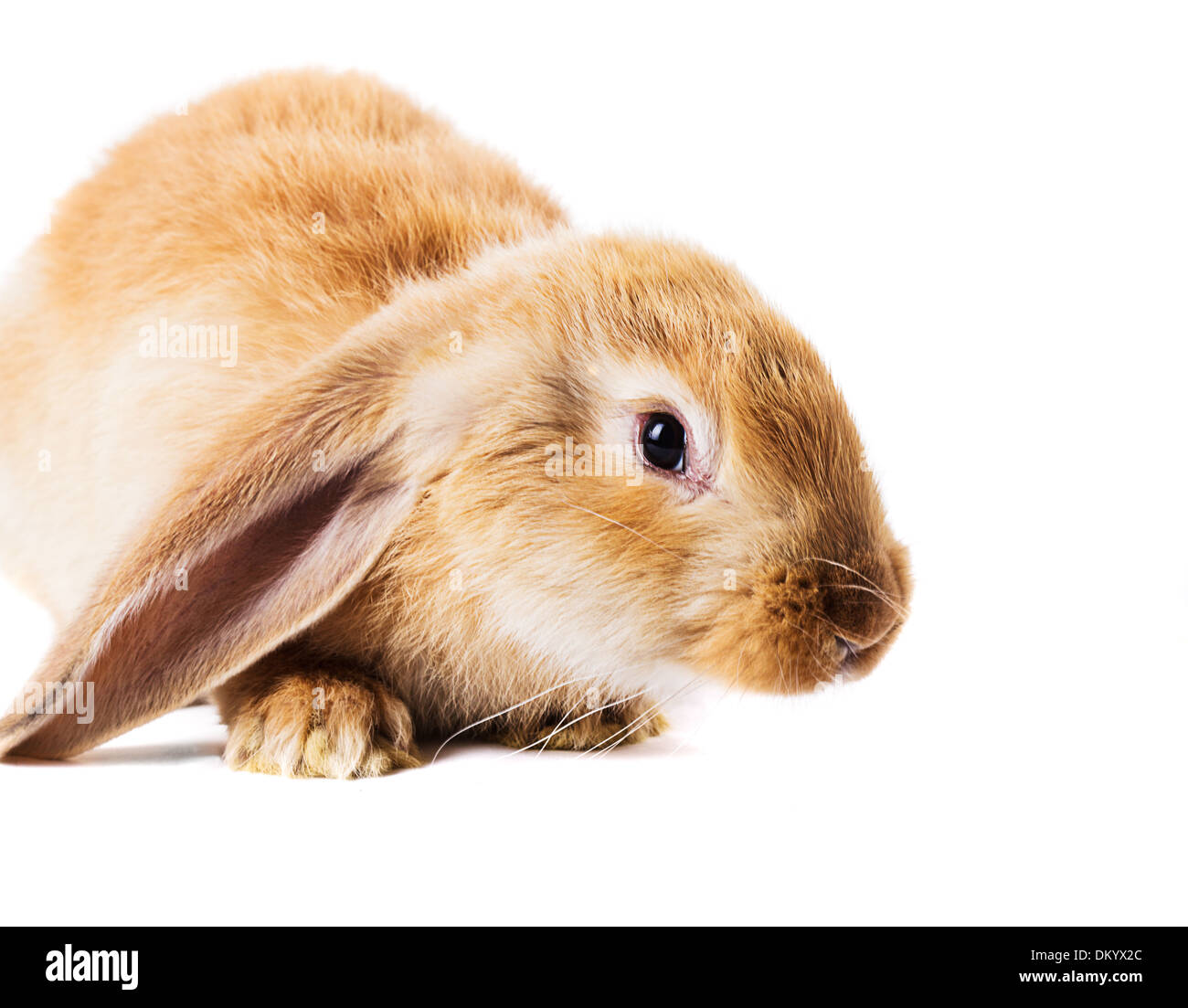 Cute red rabbit isolated on white background Stock Photo - Alamy