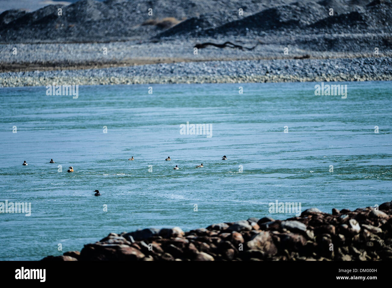 (131210) -- XINING, Dec. 10, 2013 (Xinhua) -- Ducks swim in the Yellow ...