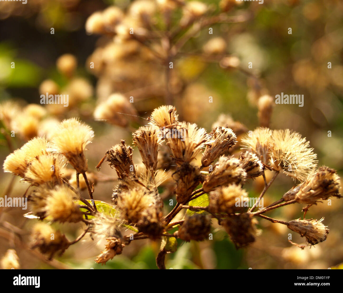 Various Flowers set Stock Photo - Alamy