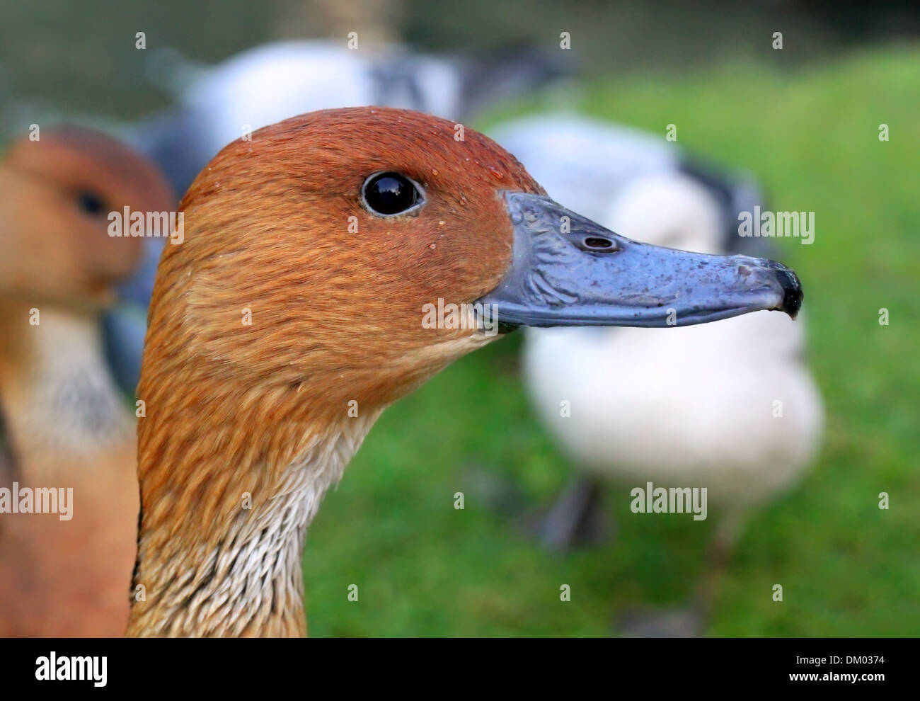 Beautiful duck hi-res stock photography and images - Alamy