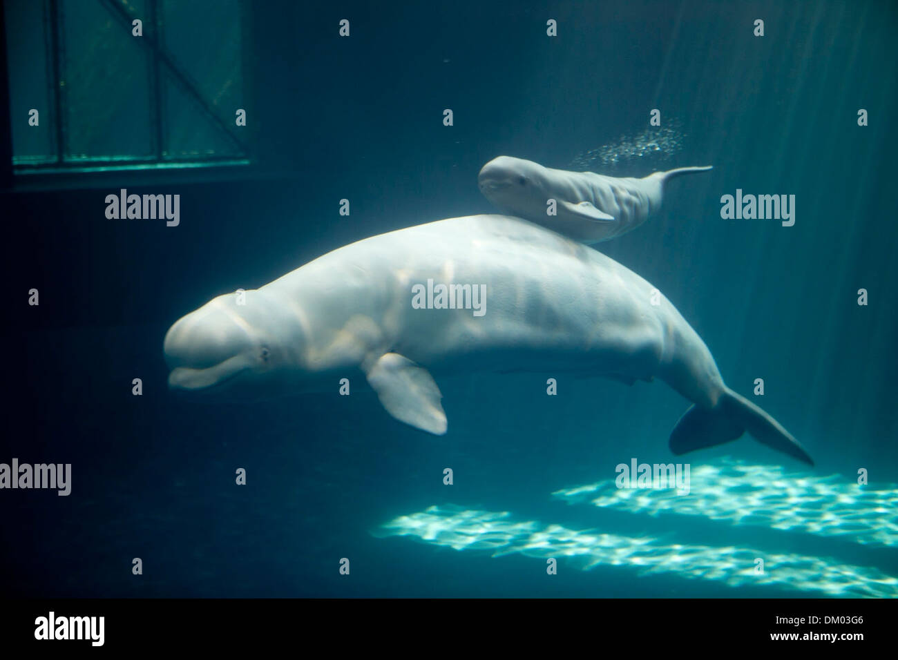 Baby beluga hi-res stock photography and images - Alamy