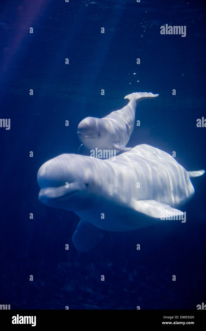 BUOYANT BABY BELUGA Animal care experts at Shedd Aquarium in Chicago ...