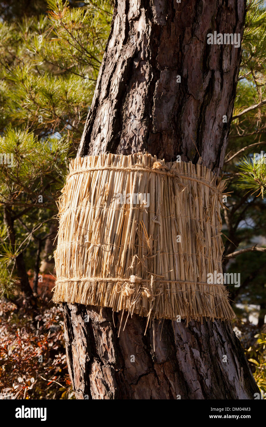 Organic tree insect trap made with rice straw - Seoul, South Korea ...