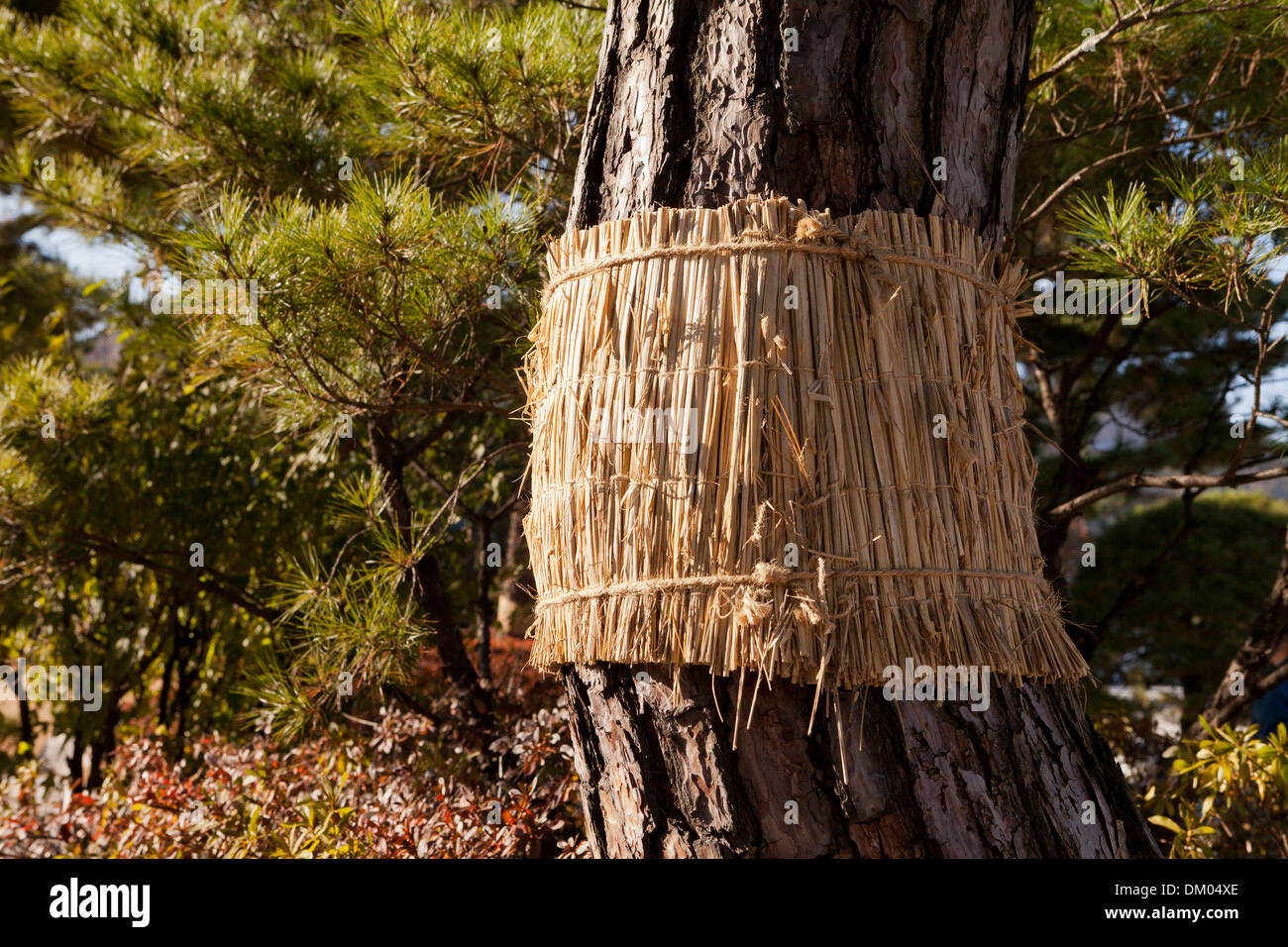 Tree insect trap hi-res stock photography and images - Alamy