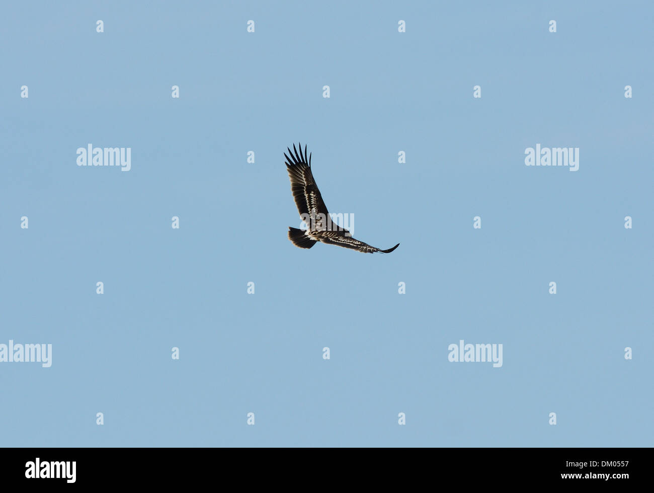 beautiful alone Greater Spotted Eagle (Aquila clanga) flying in the sky ...
