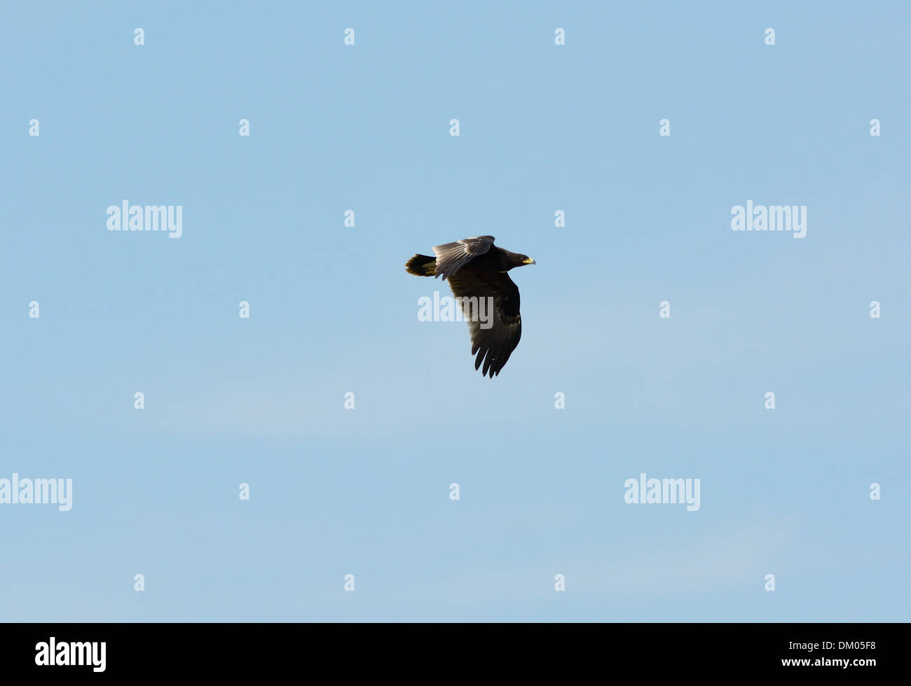 beautiful alone Greater Spotted Eagle (Aquila clanga) flying in the sky ...