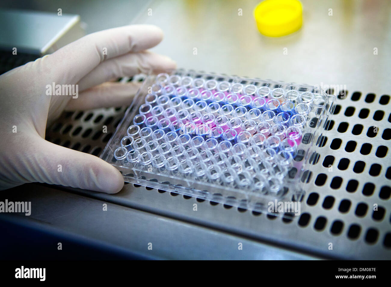 Coloration research hi-res stock photography and images - Alamy