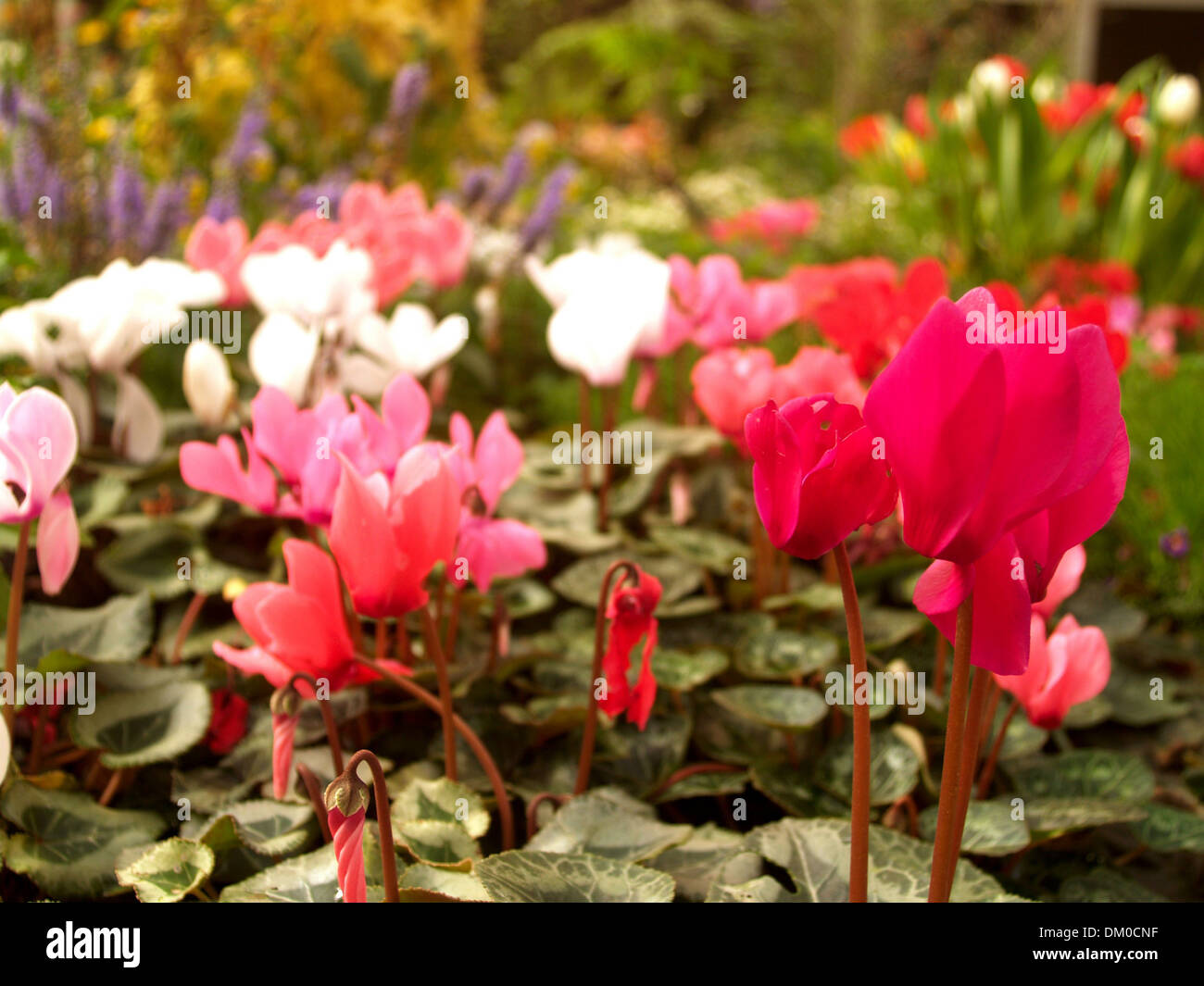 Various Flowers set Stock Photo - Alamy