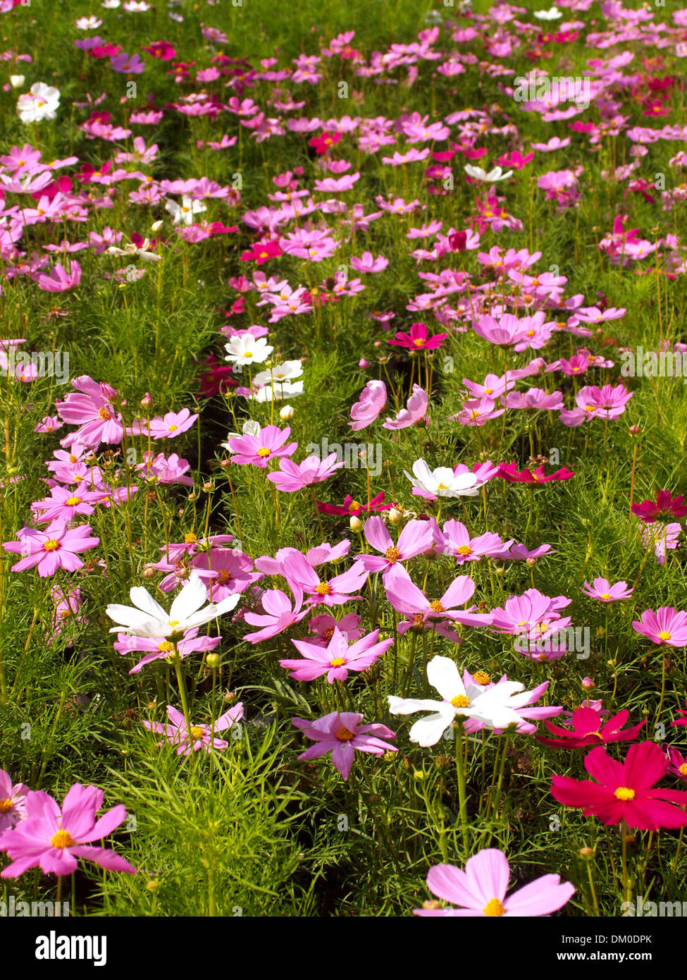 Various Flowers set Stock Photo - Alamy