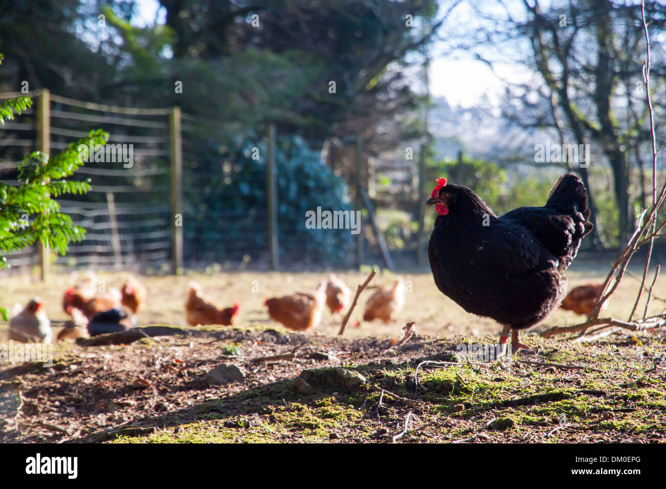 King of the hens hi-res stock photography and images - Alamy