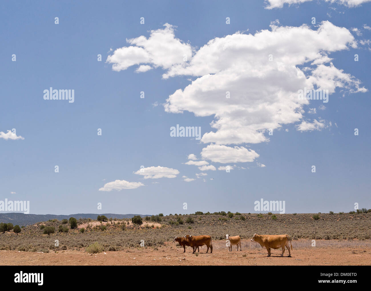 Arizona usa cows hi-res stock photography and images - Alamy