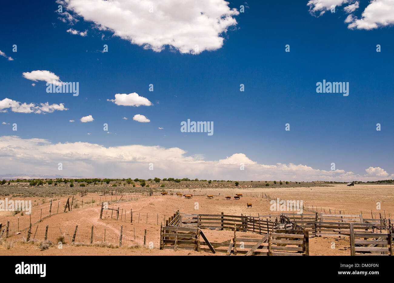Arizona ranch cattle hi-res stock photography and images - Alamy