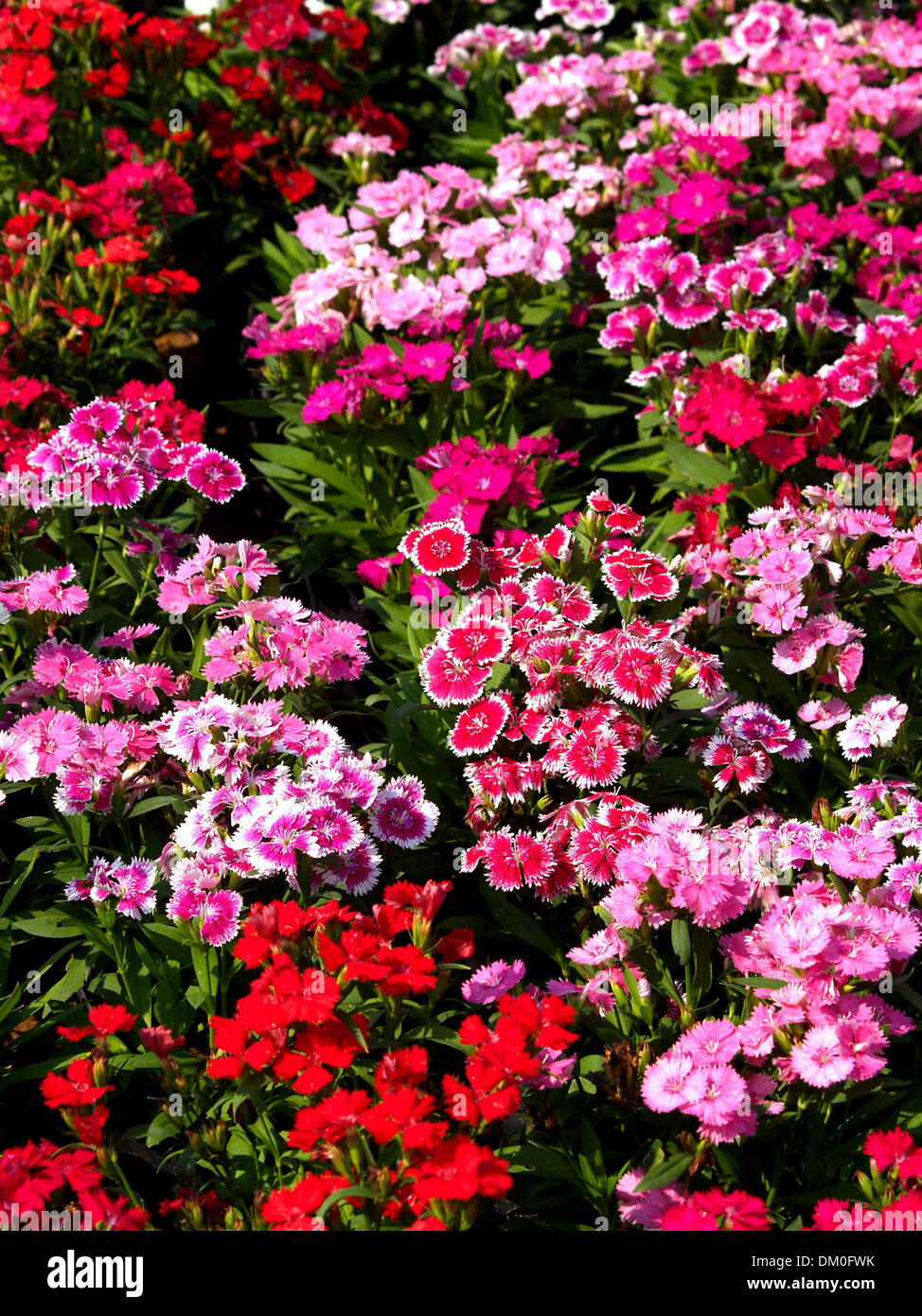 Various Flowers set Stock Photo - Alamy