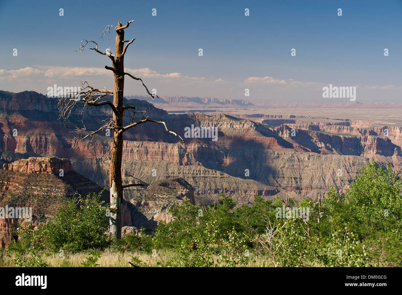 North Rim, Grand Canyon National Park, Arizona, USA Stock Photo - Alamy
