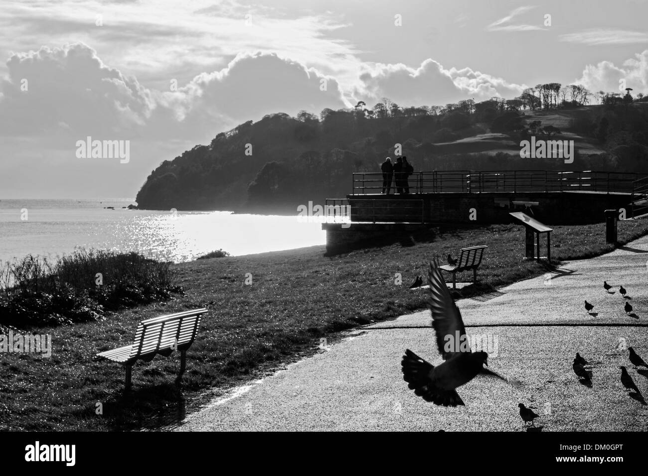 Pigeons at Devils Point, Plymouth, Devon with Mount Edgcumbe, Cornwall ...