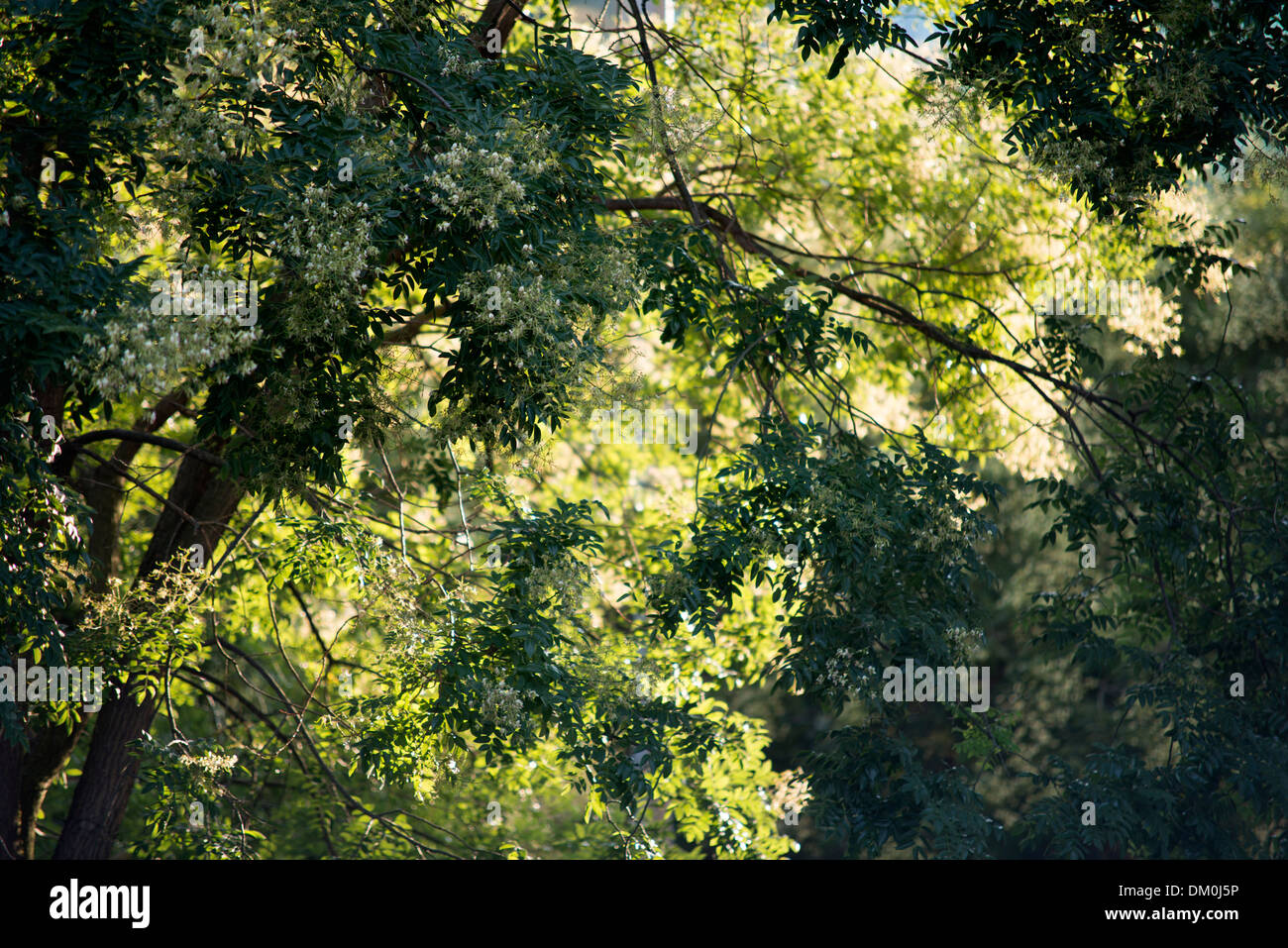 Robinia wood texture hi-res stock photography and images - Alamy