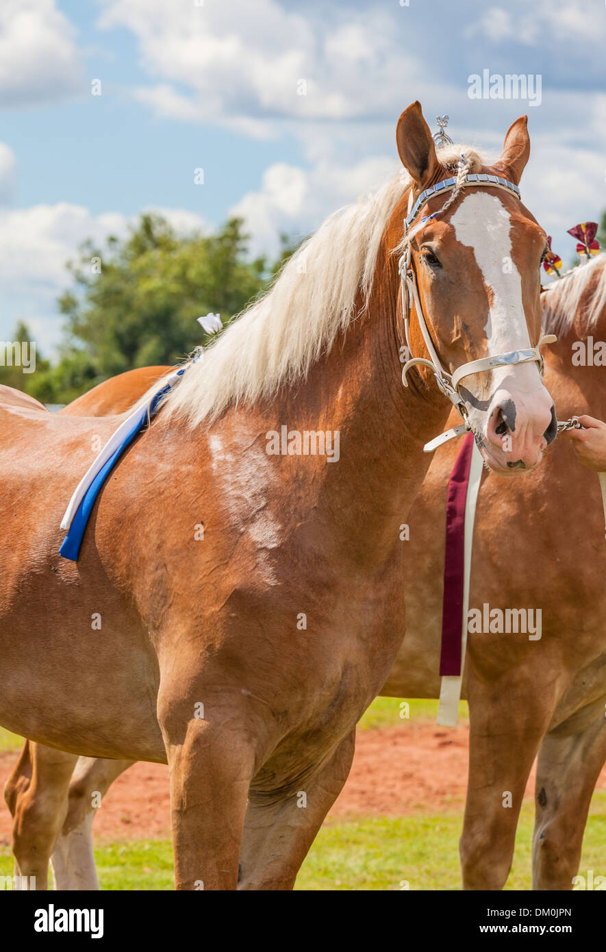 Beautiful Belgian draft horses in show condition Stock Photo - Alamy