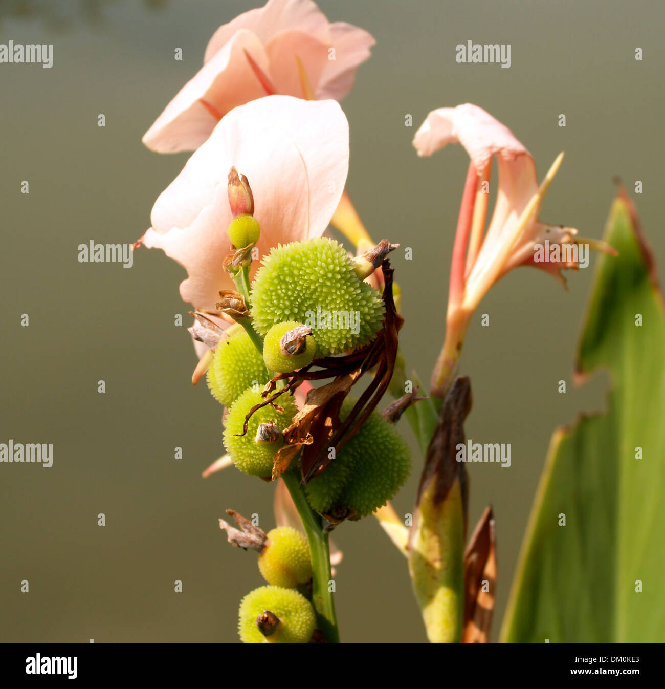 Various Flowers set Stock Photo - Alamy