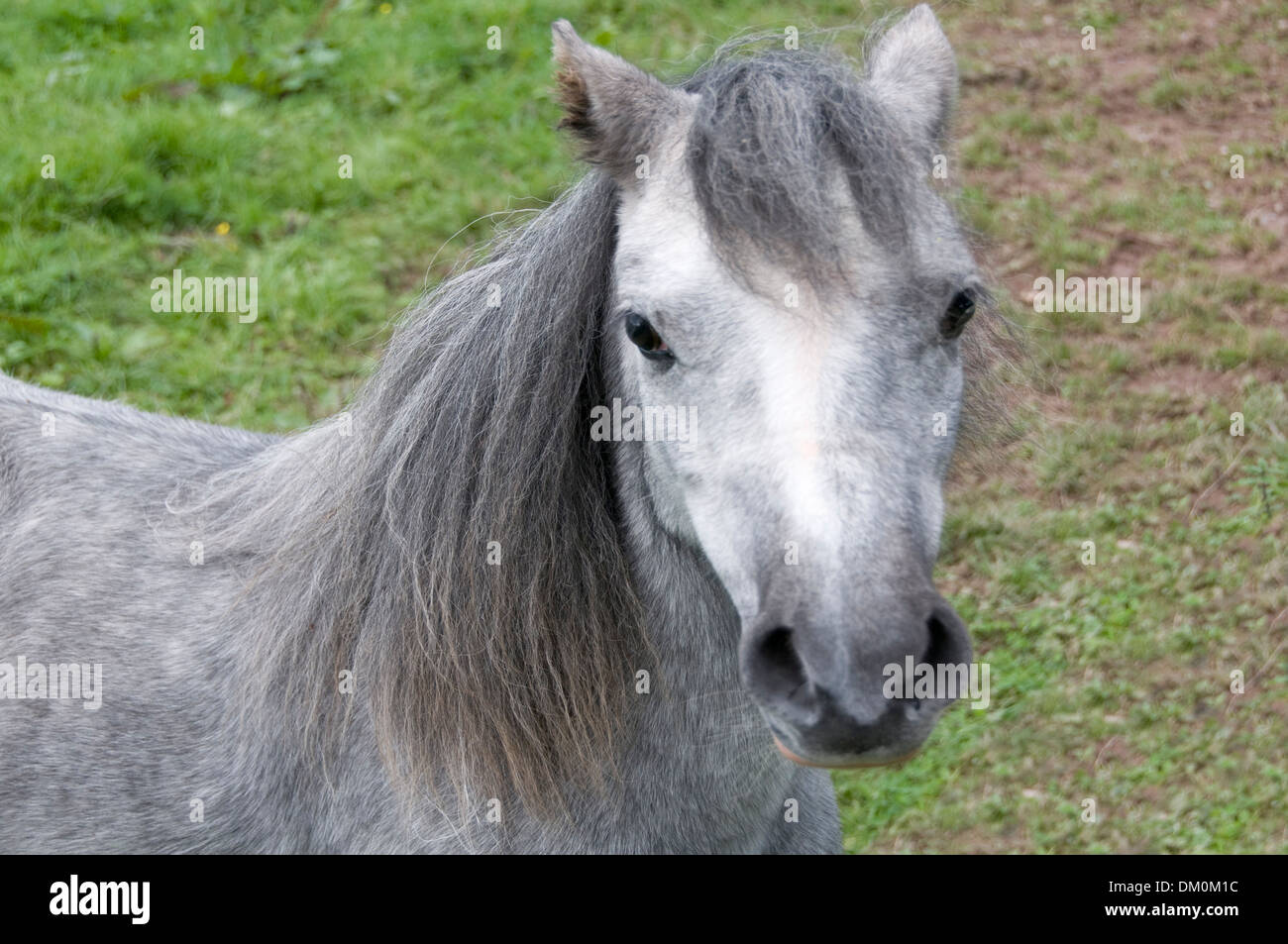 Grey pony hi-res stock photography and images - Alamy