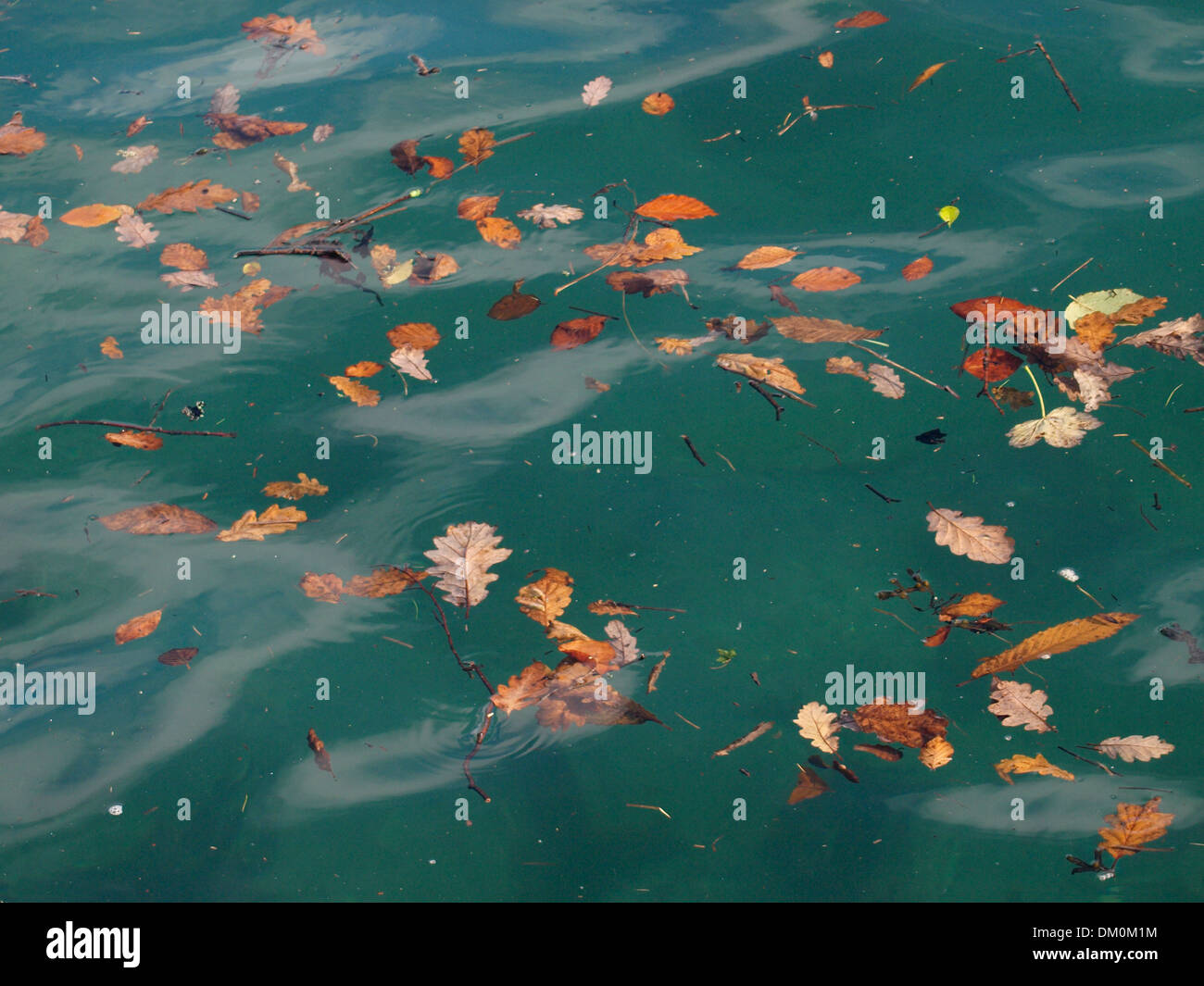 Autumn leaves floating on a river, UK Stock Photo - Alamy