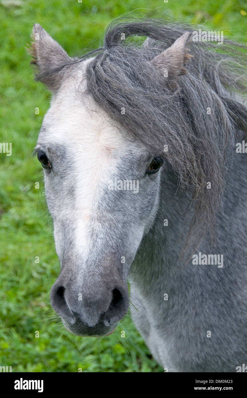 Grey pony hi-res stock photography and images - Alamy