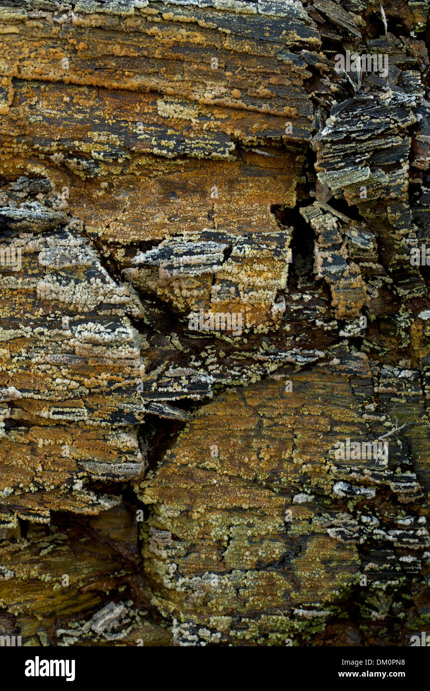 Marcellus shale, near Marcellus New York, source of natural gas ...