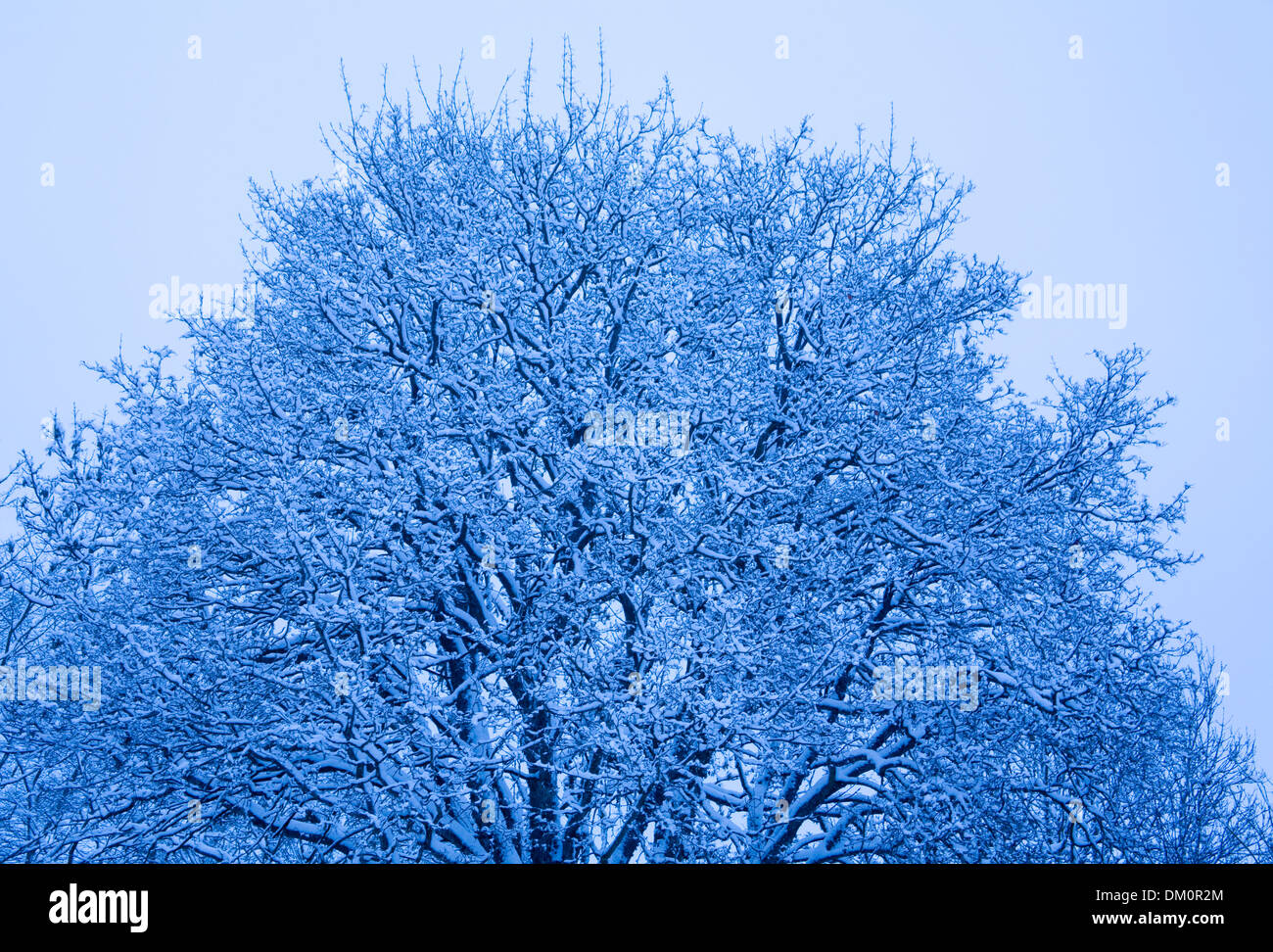 Snow covered Tree branches Acer platanoides Norway Maple Sweden Winter ...